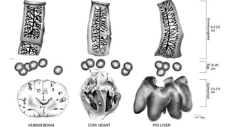 Cestode Parasite main focus on Taenia and Echinococcus | PPT