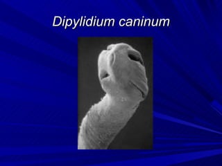 Dipylidium Caninum Scolex Microscope