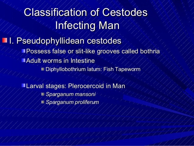 Cestodes