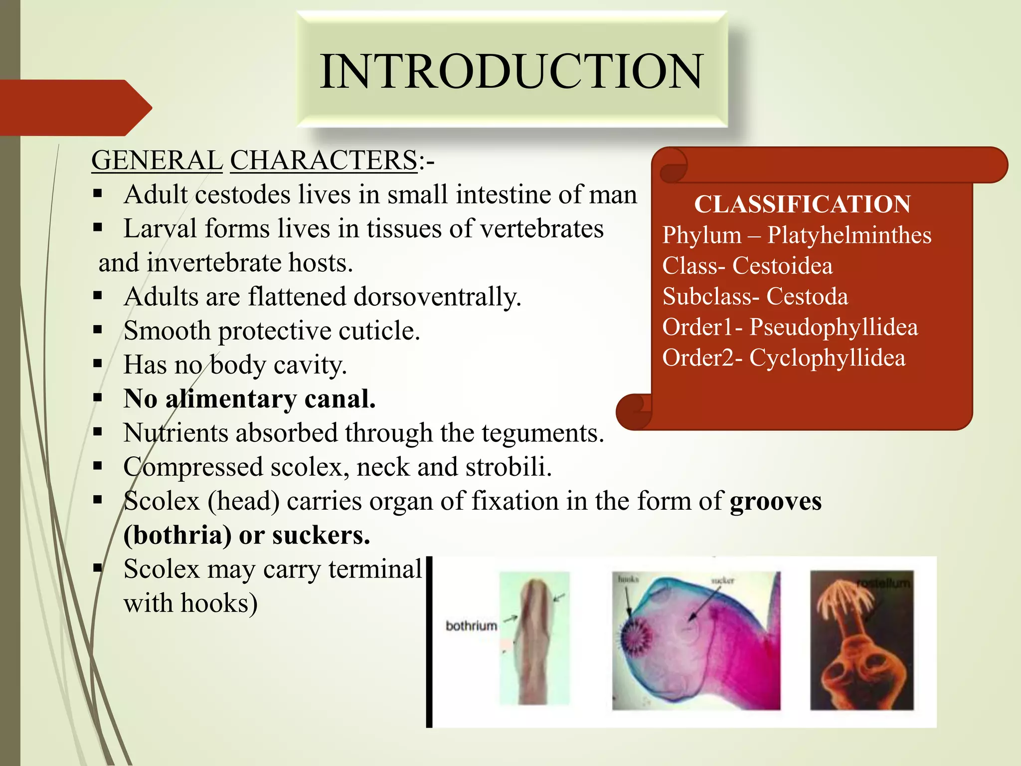 Cestodes | PPTX