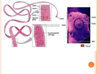 Cestodes | PPT