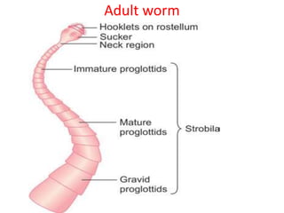 Cestodes | PPTX | Reptiles | Pets