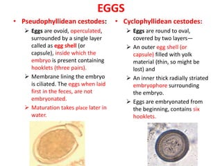Cestodes | PPTX