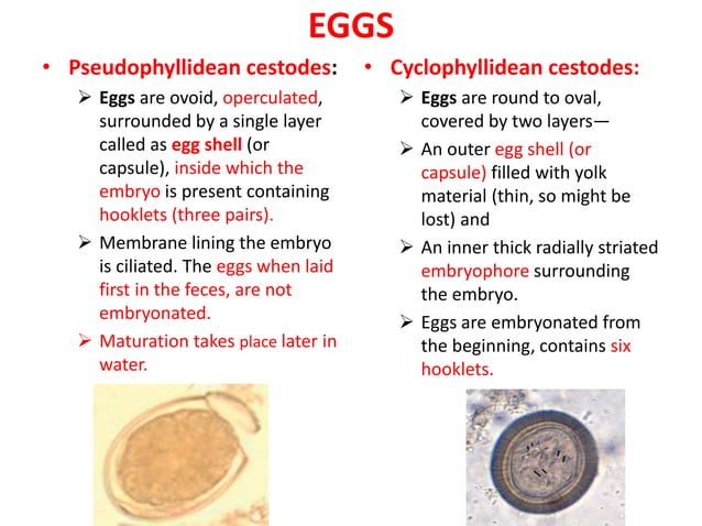 Cestodes | PPTX | Reptiles | Pets