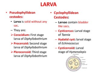 Cestodes | PPTX | Reptiles | Pets
