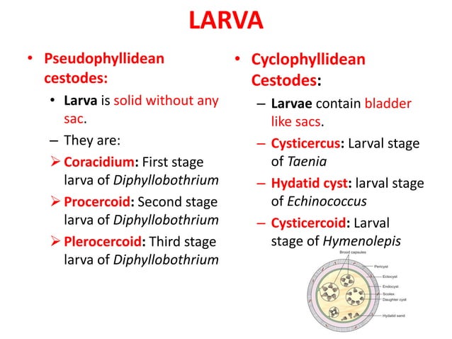 Cestodes | PPTX | Reptiles | Pets
