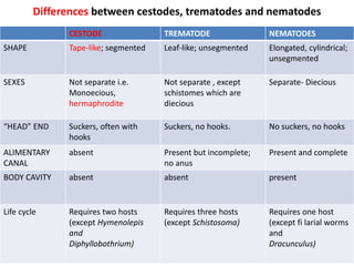 Cestodes | PPTX