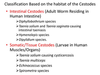 Cestodes | PPTX