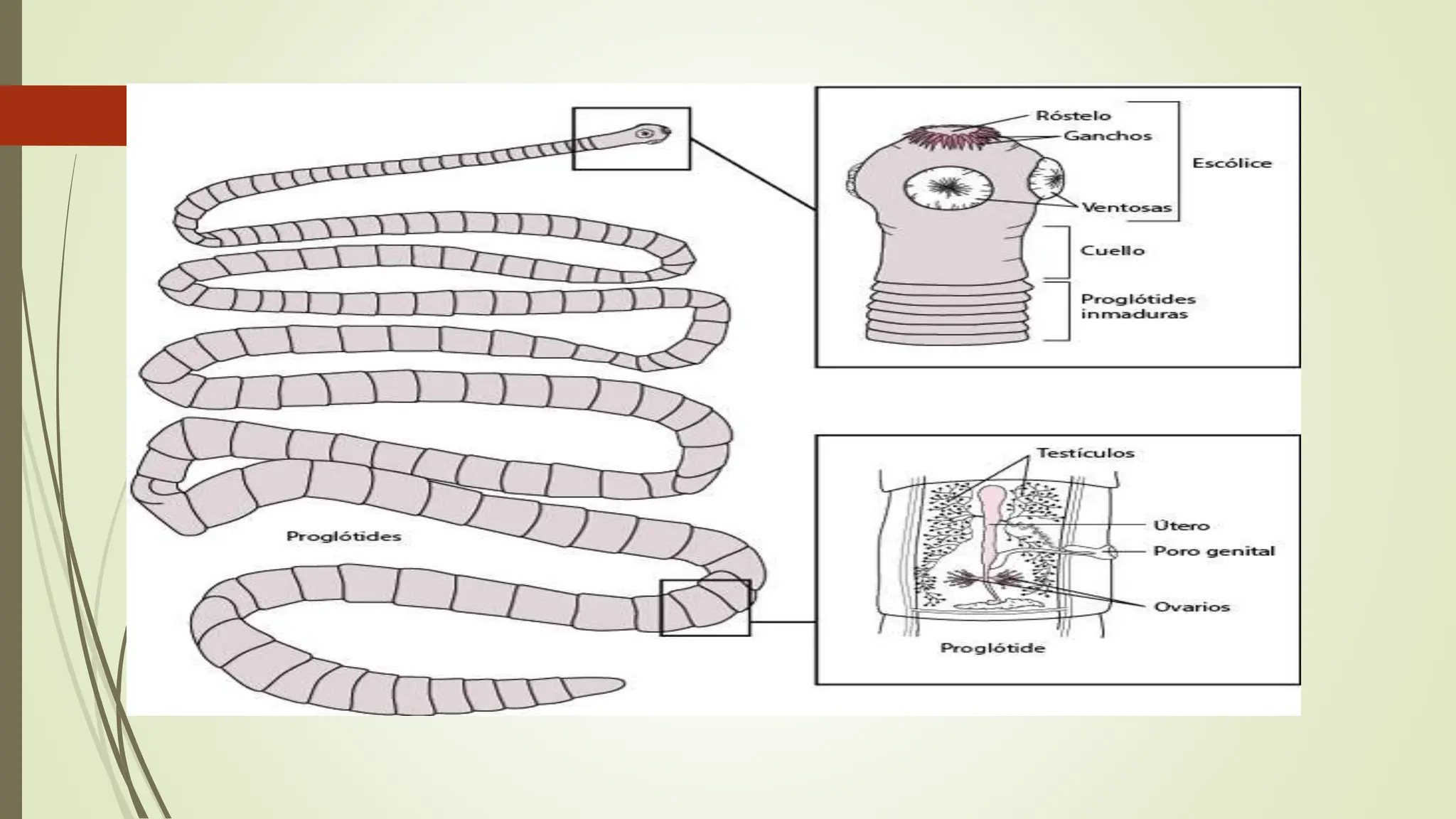 Cestodes - PARASITOS EN ANIMALES Y HUMANOS | PPT