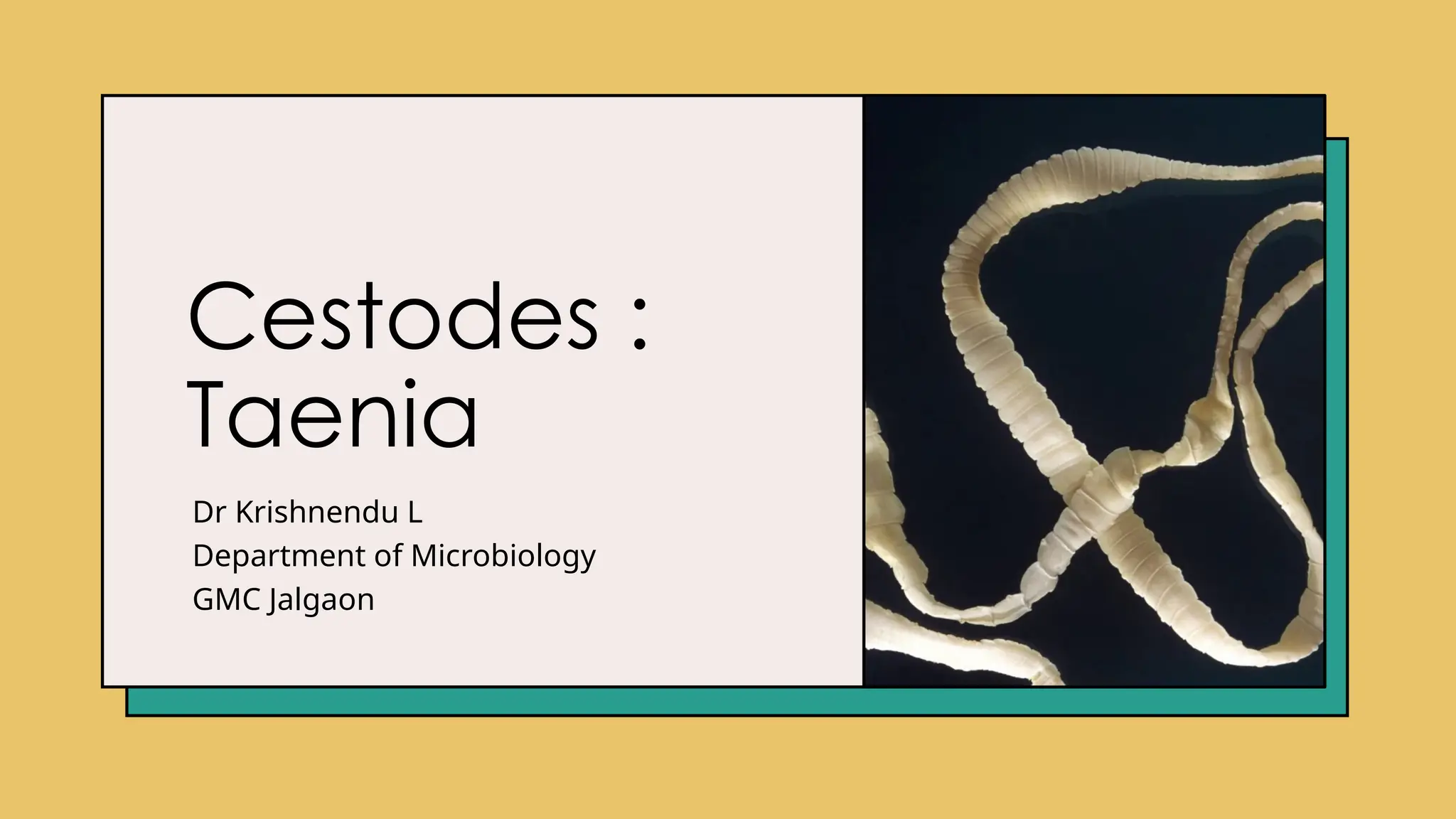 Cestodes : Taenia saginata and taenia solium | PPT