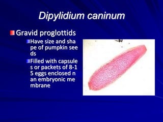 Dipylidium Slide Labeled