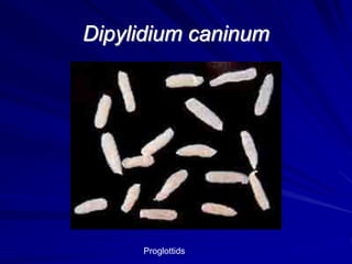 Dipylidium Proglottids