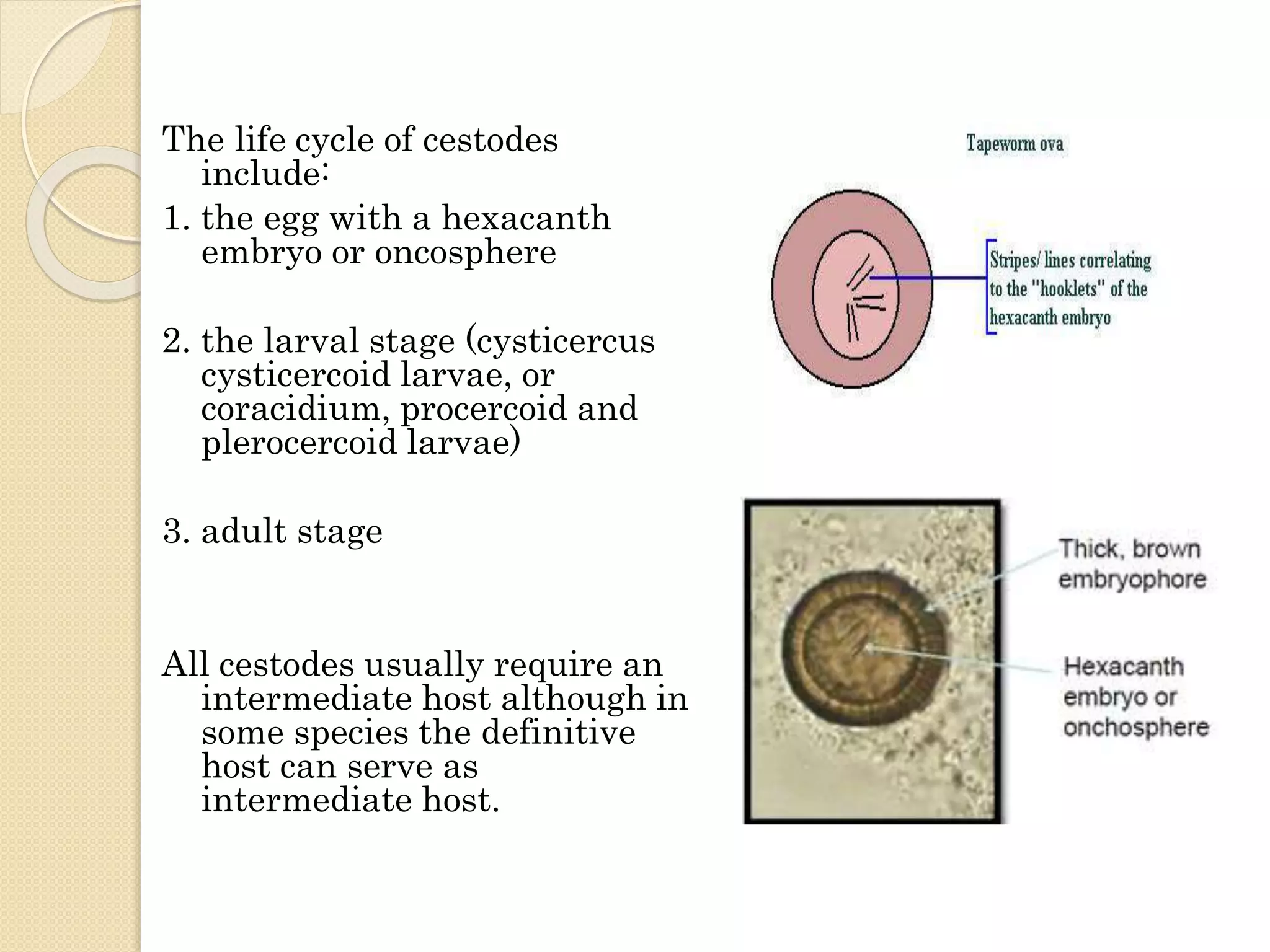 Cestodes and trematodes | PPTX