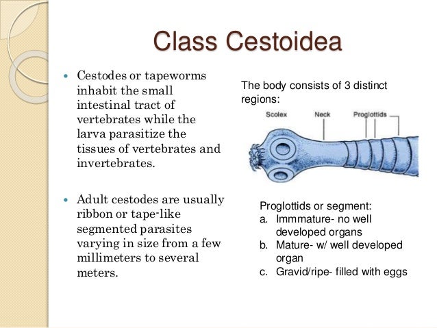 Cestodes and trematodes
