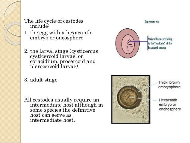 Cestodes and trematodes