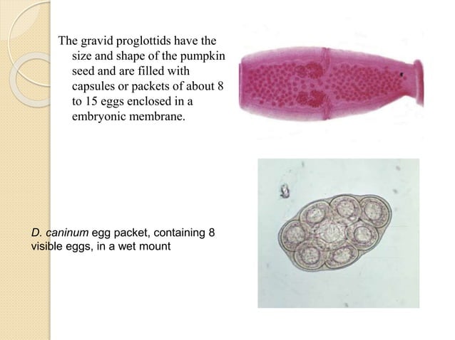Cestodes and trematodes | PPTX