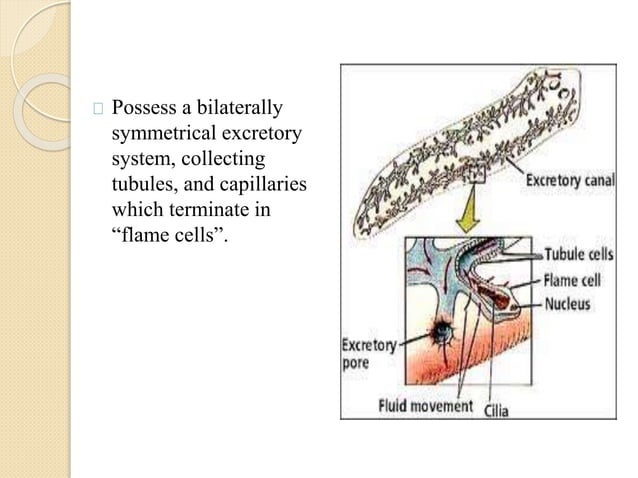 Cestodes and trematodes | PPTX