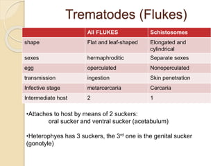 Cestodes and trematodes | PPTX