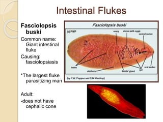 Cestodes and trematodes | PPTX