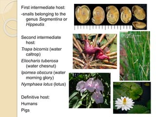 Cestodes and trematodes | PPTX