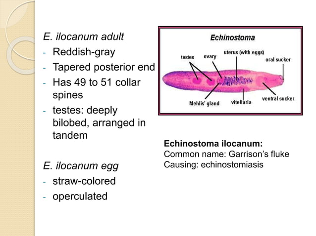 Cestodes and trematodes | PPTX