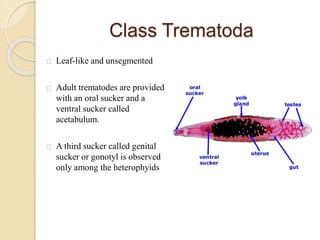Cestodes and trematodes | PPTX
