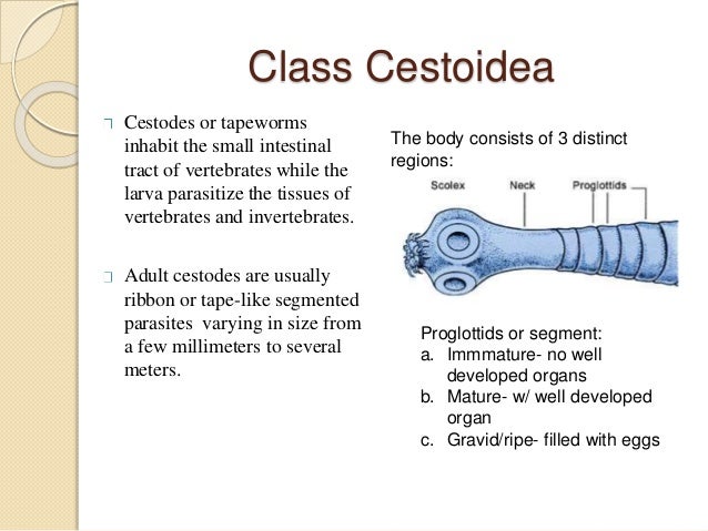 Cestodes and trematodes