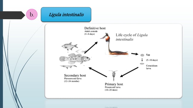 Cestodes, debojit | PPT