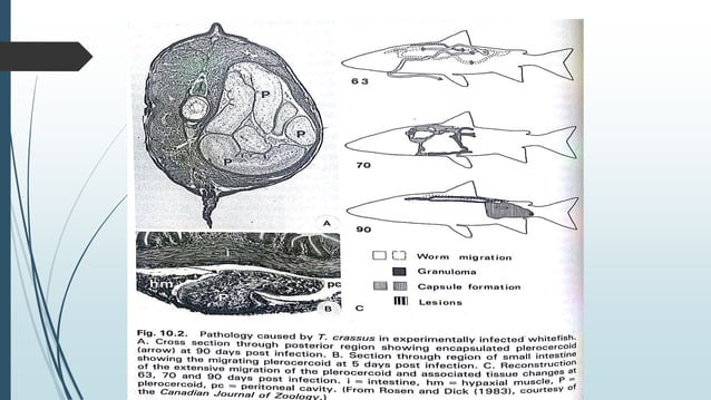 Cestodes, debojit | PPT