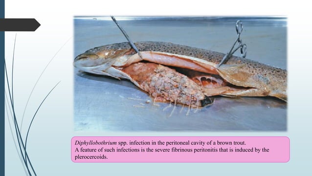 Cestodes, debojit | PPT