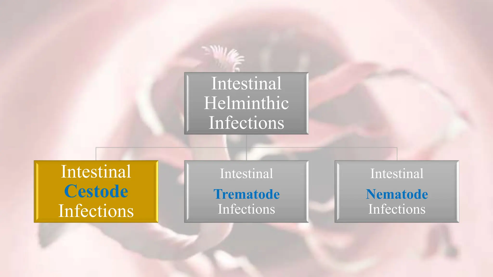 Intestinal Helminthic Infection: Intestinal CESTODE Infection dr ...