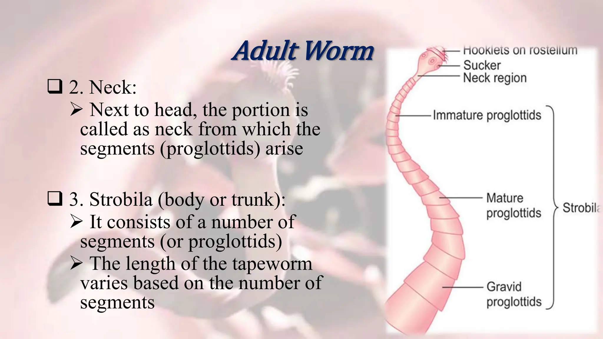 Intestinal Helminthic Infection: Intestinal CESTODE Infection dr ...