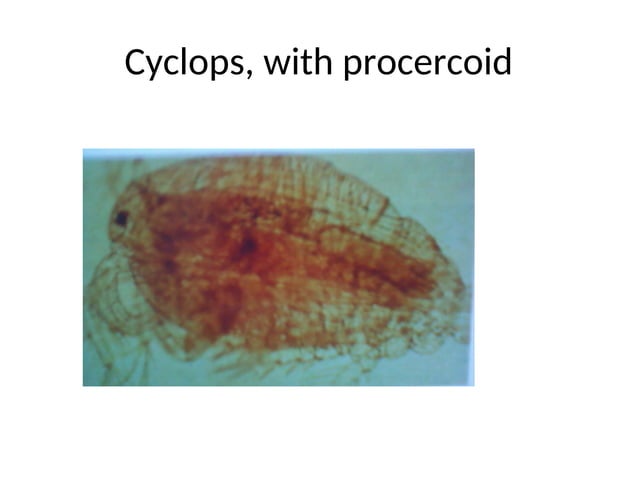Cestodes projection slides for practical learning purpose | PPT