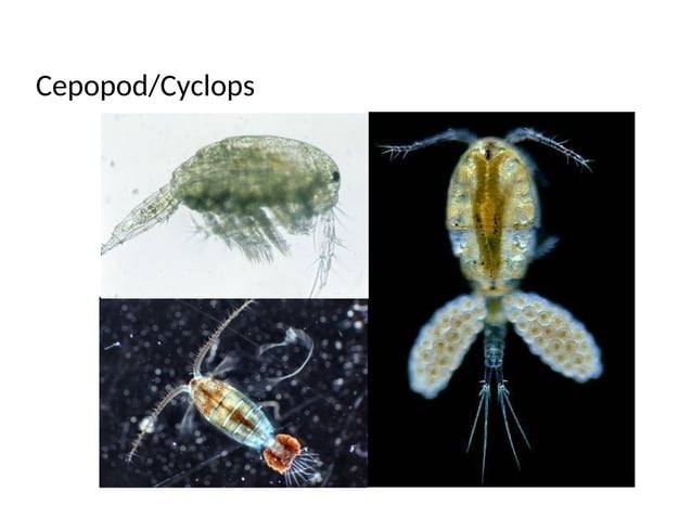 Cestodes projection slides for practical learning purpose | PPT