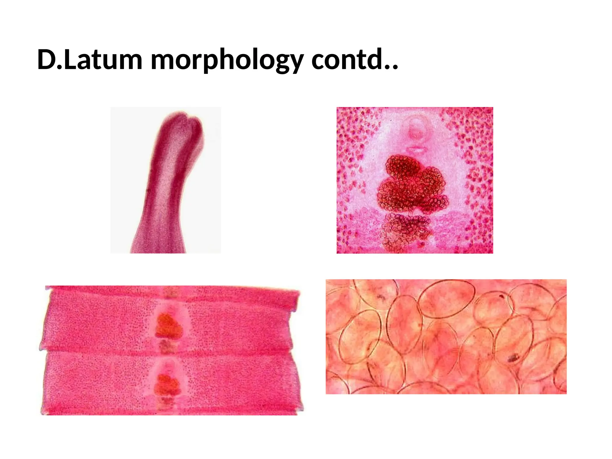 CESTODES & TREMATODES SLIDES FOR LEARNING PURPOSE PRACTICAL | PPT