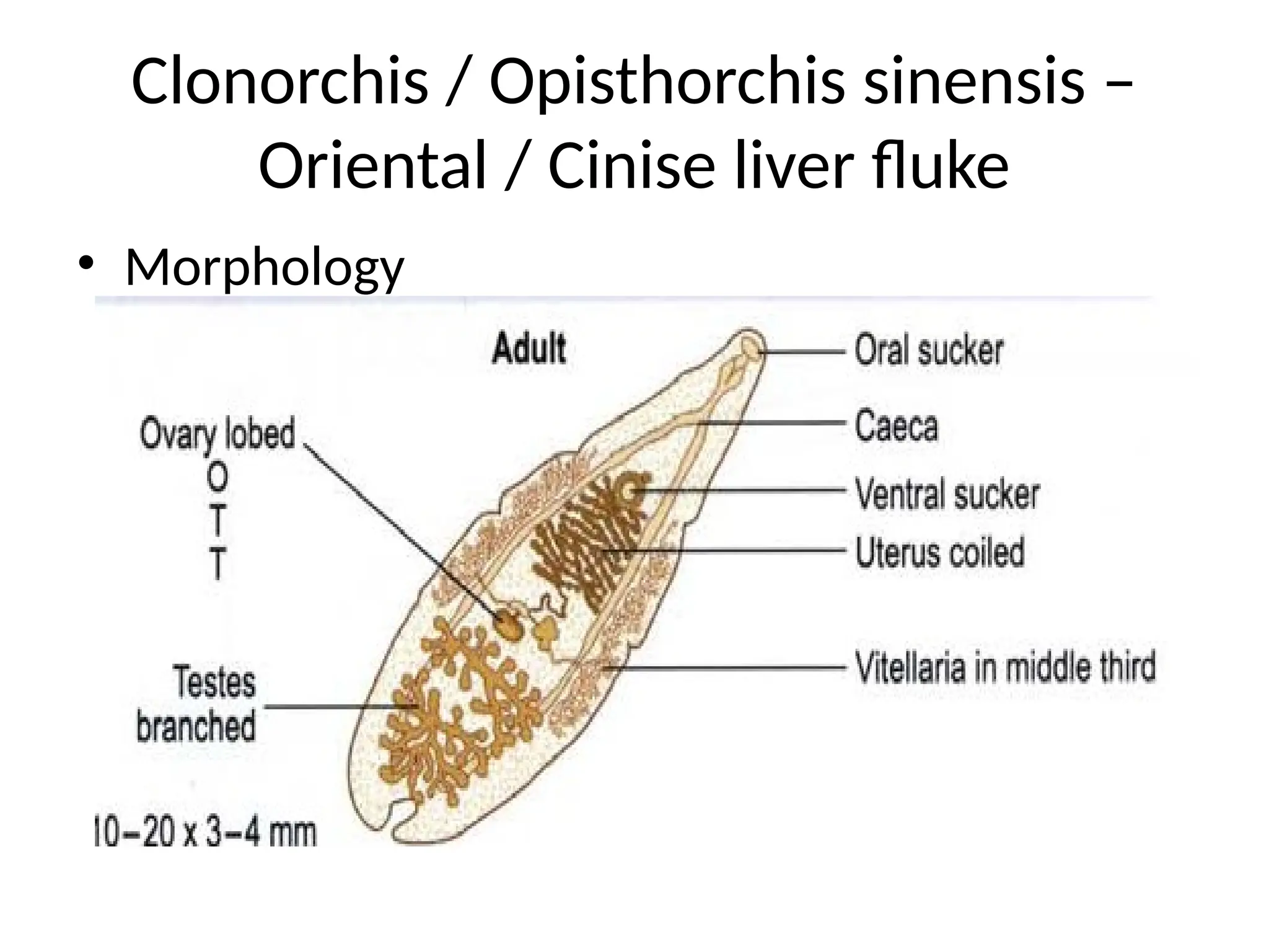 CESTODES & TREMATODES SLIDES FOR LEARNING PURPOSE PRACTICAL | PPT