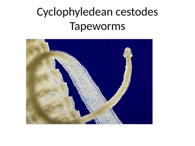 CESTODES & TREMATODES SLIDES FOR LEARNING PURPOSE PRACTICAL | PPT