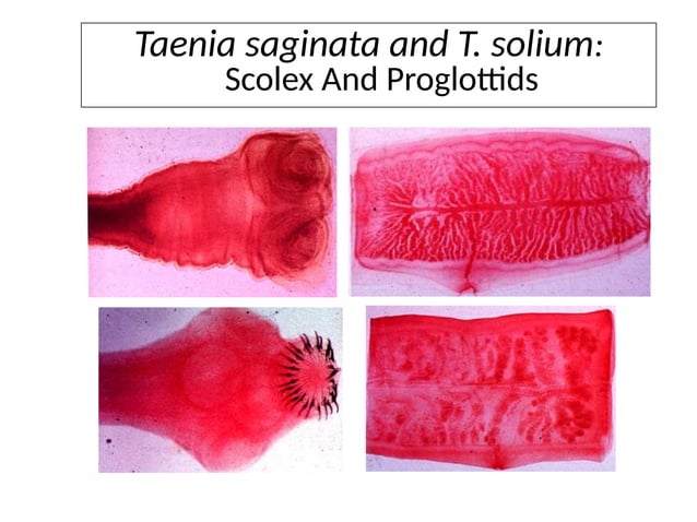 CESTODES & TREMATODES SLIDES FOR LEARNING PURPOSE PRACTICAL | PPT