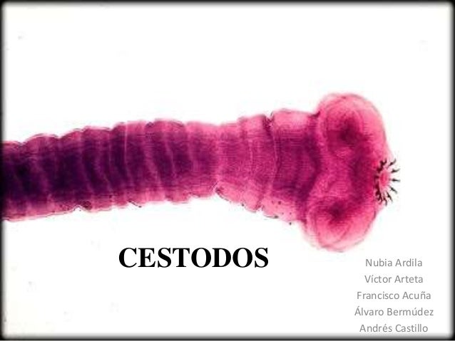 Cestodos