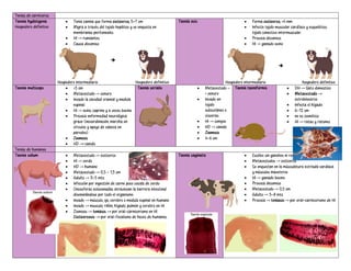principales cestodos de importancia veterinaria | PDF