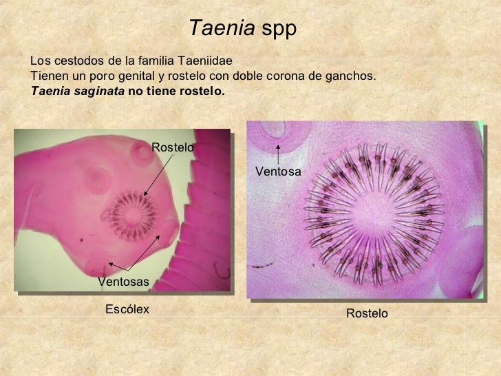 Cestodos2
