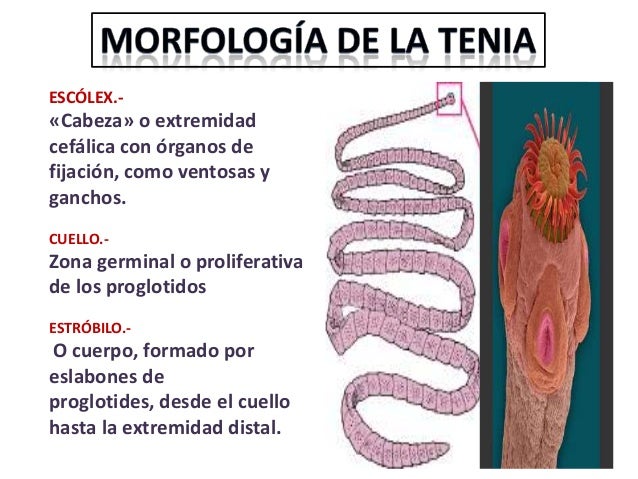 CIENCIAS-LS: GRADO OCTAVO,BIOLOGÍA, REPRODUCCIÓN ASEXUAL, TEMA 2, PERÍODO I