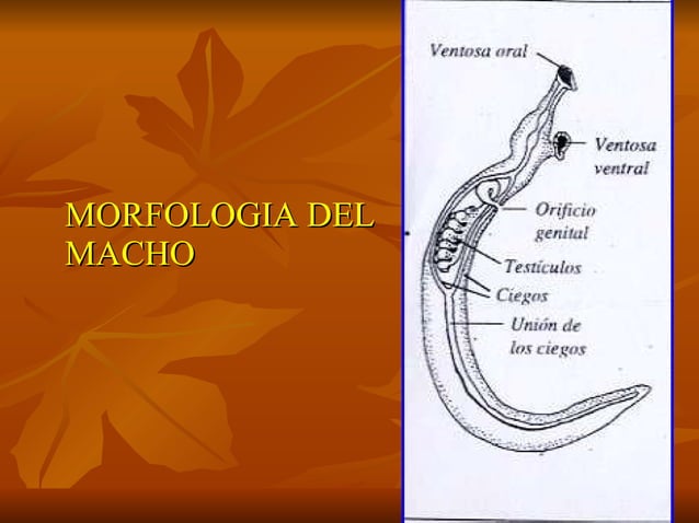 Cestodos y trematodos