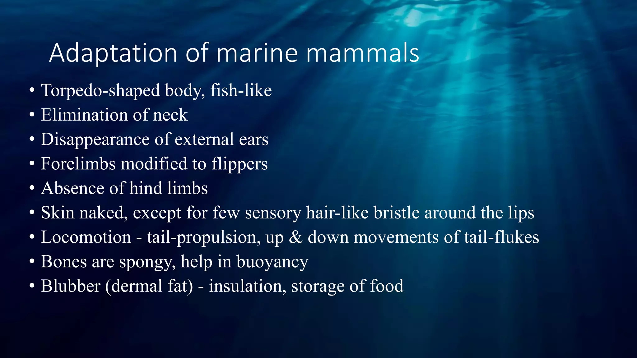 Order - Cetaceae, wildlife Biology | PDF