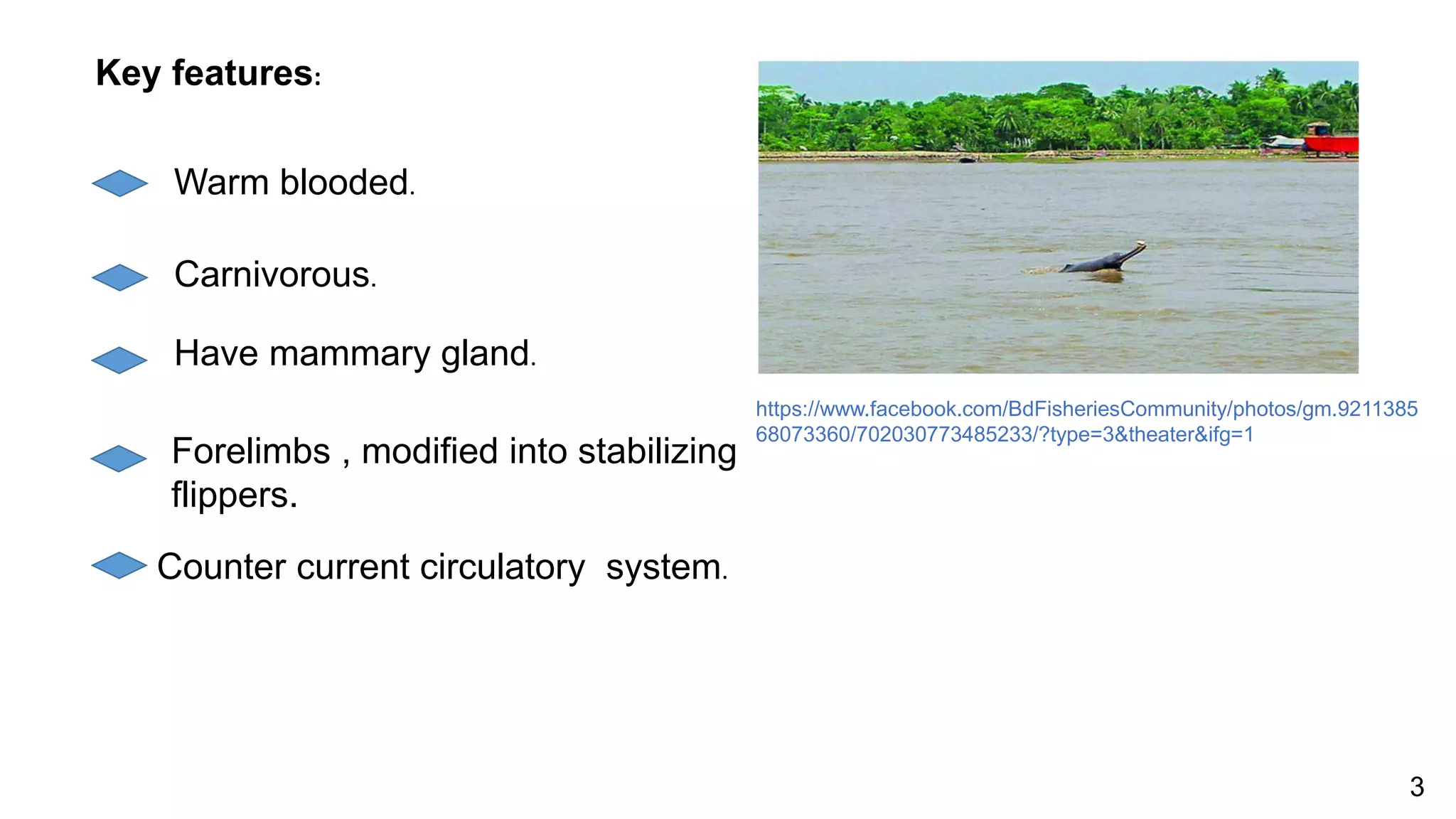 Cetacean mammals | PPTX