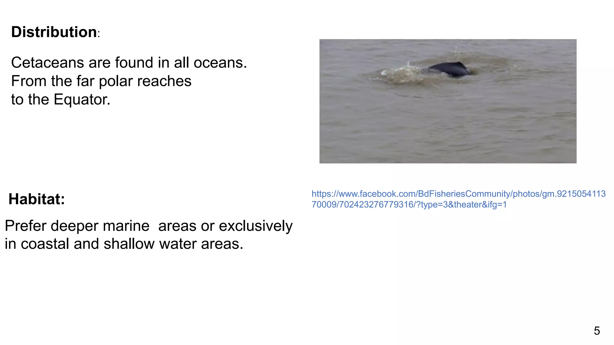 Cetacean mammals | PPTX