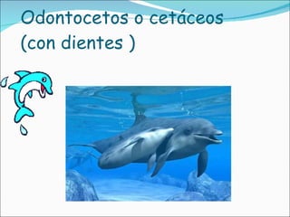 Cetaceos | PPT