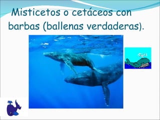 Cetaceos | PPT