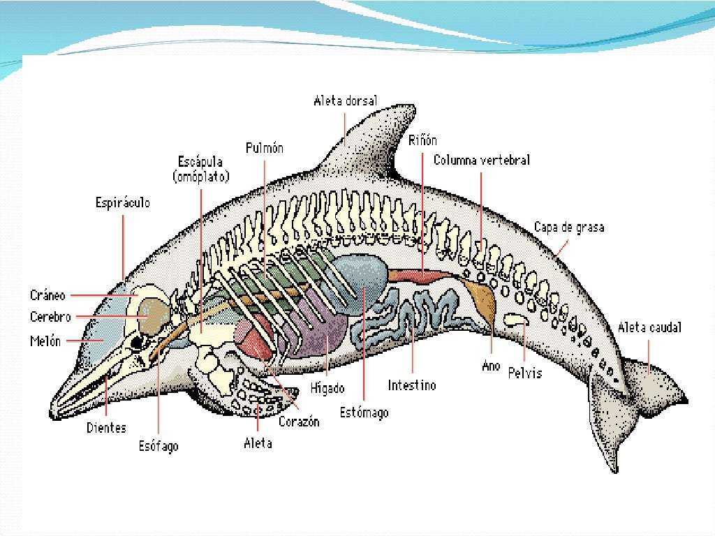 Cetaceos