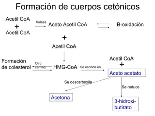 Cetogenesis.1654663818 | PPT